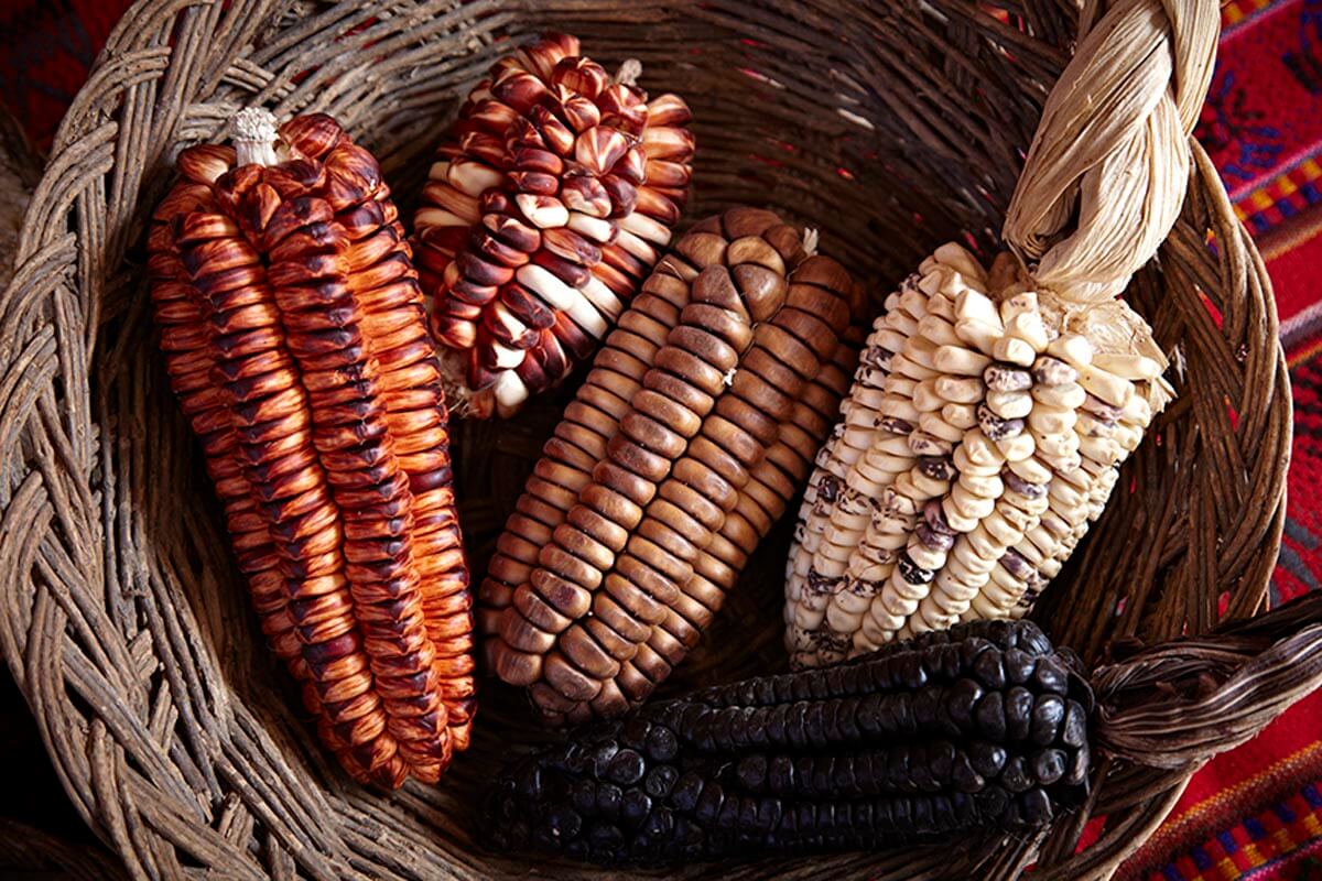 A Complete Guide to Peruvian Corns - K'anchay Peru Travel