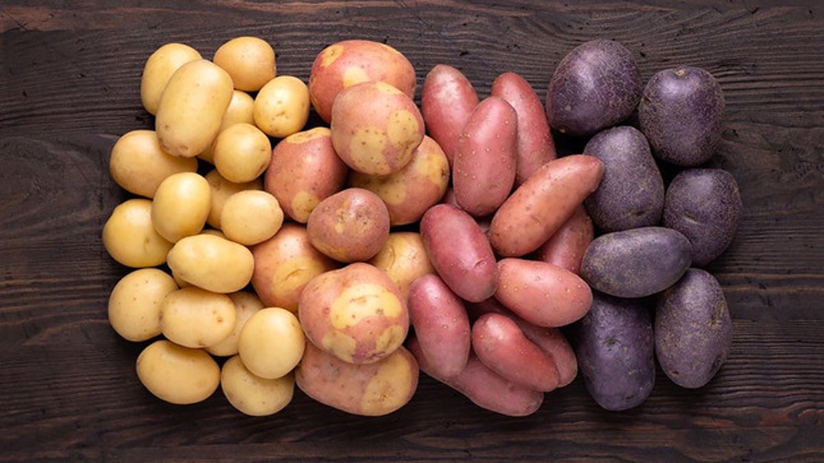 A Guide to Peruvian Potato Varieties and Their Origins in the Andes - K ...